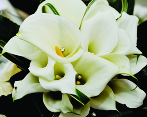 The Wedding Album - Jemma and Luke Shevlin November 2013 | UKbride