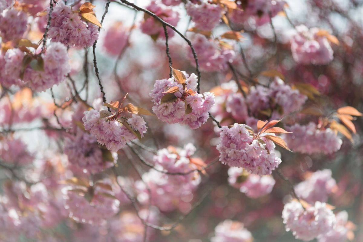 Wedding Venue in Poulton le fylde, Singleton Lodge Country House Hotel ...